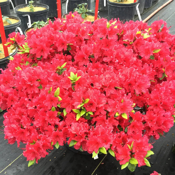 Azalea PERFECTO MUNDO® Red – Secret Garden Shop